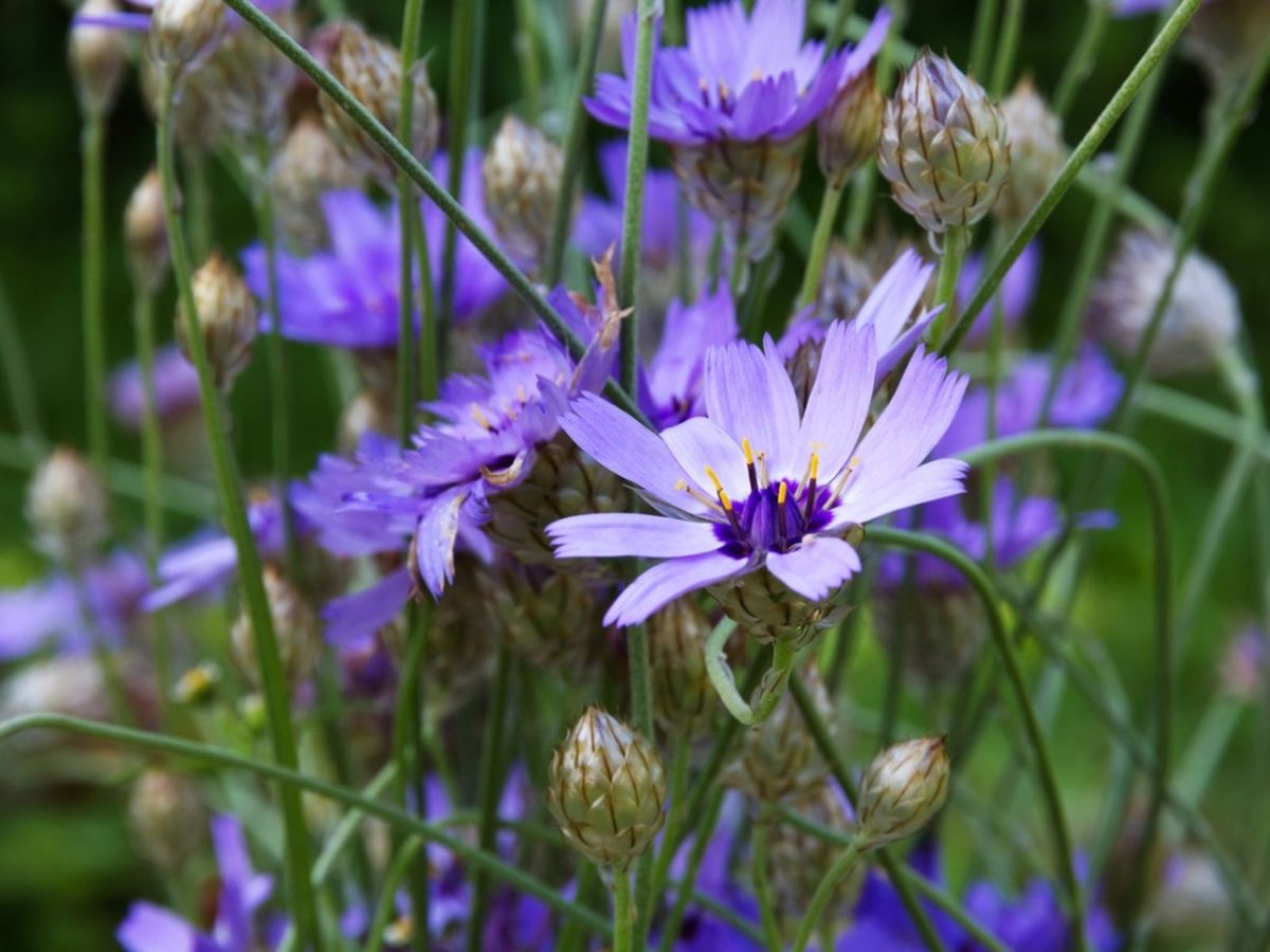 Cupid’s Dart Plant Info: Tips For Growing Cupid’s Dart Flowers ...