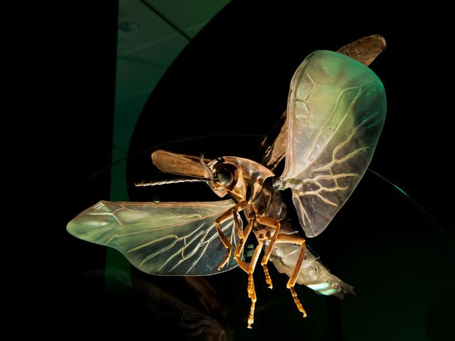 Bioluminescent: A Glow-in-the-Dark Gallery | Live Science
