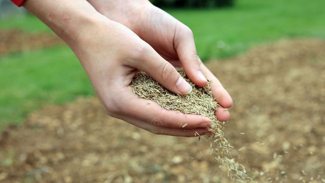 7 tips for planting grass seed to get a greener lawn | Tom's Guide