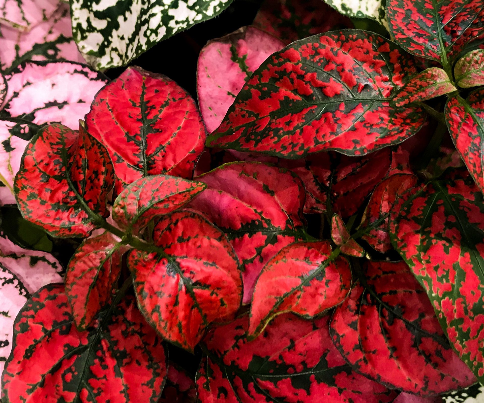 Best red houseplants: 7 energizing indoor plants | Homes and Gardens