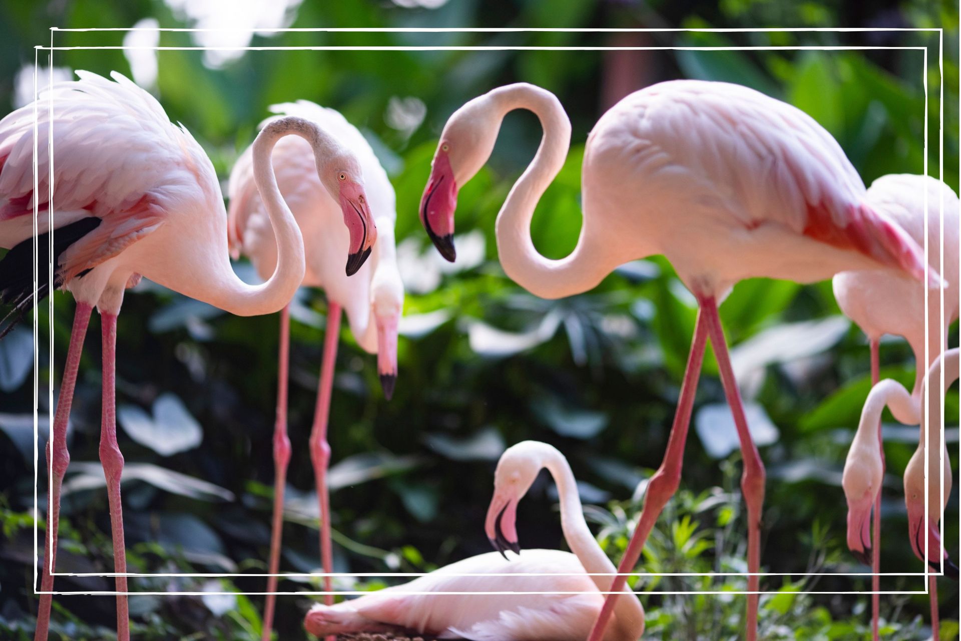 Surprising What Is A Pink Pic Photos