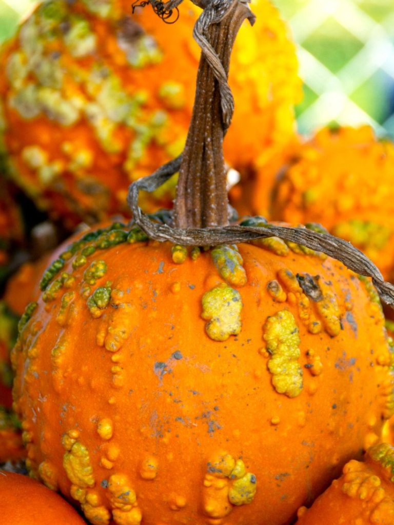 What Is Cross Pollination - Learn About Cross Pollination In Vegetable ...
