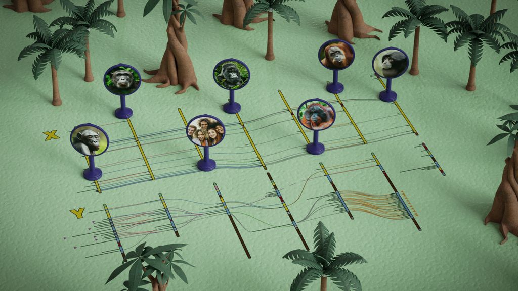 Y chromosome is evolving faster than the X, primate study reveals ...