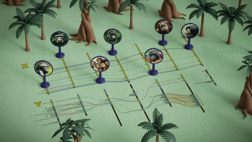 Y chromosome is evolving faster than the X, primate study reveals ...