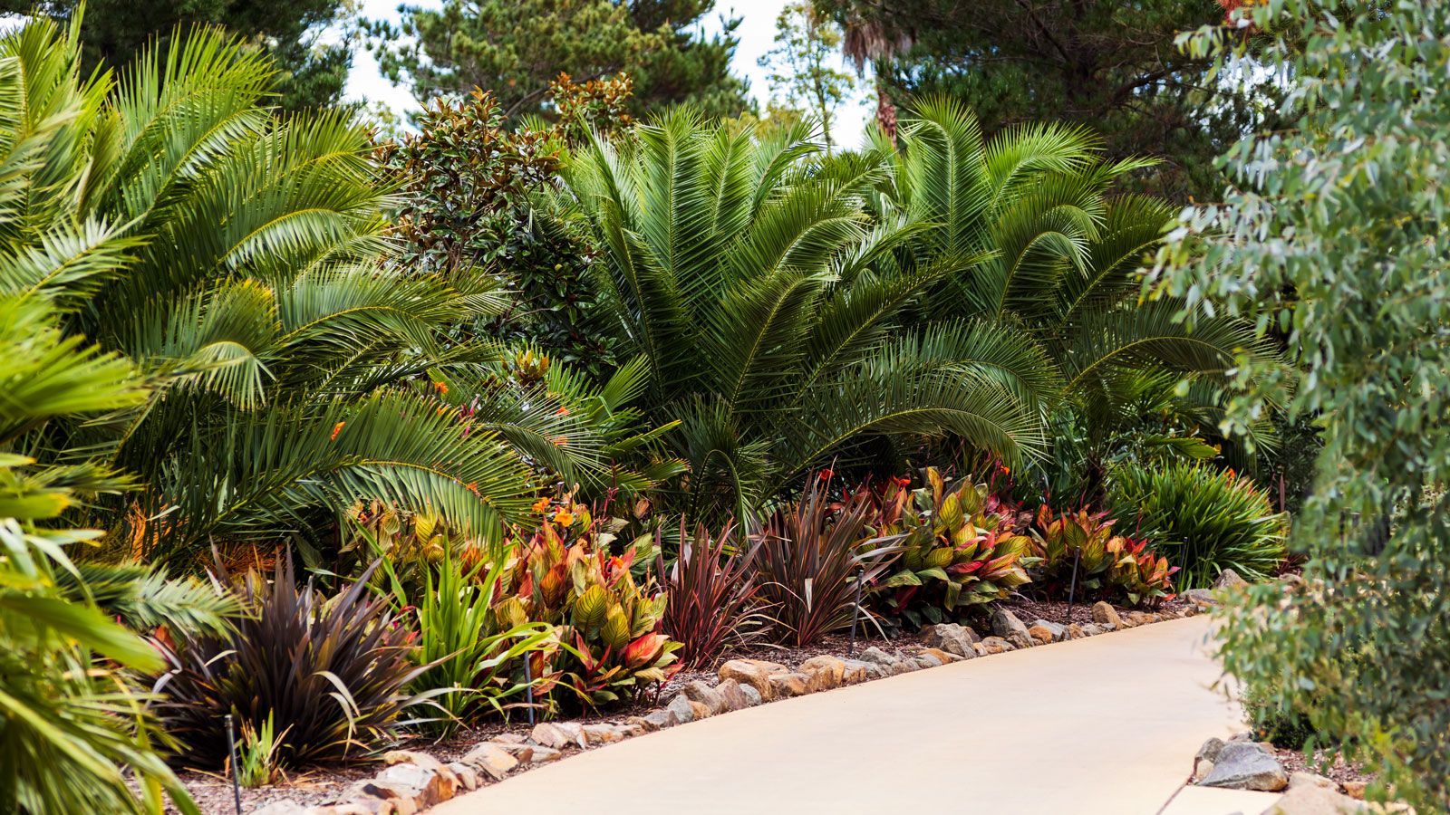 11 Palm Tree Varieties To Add Tropical Flair To Your Yard | Gardening ...