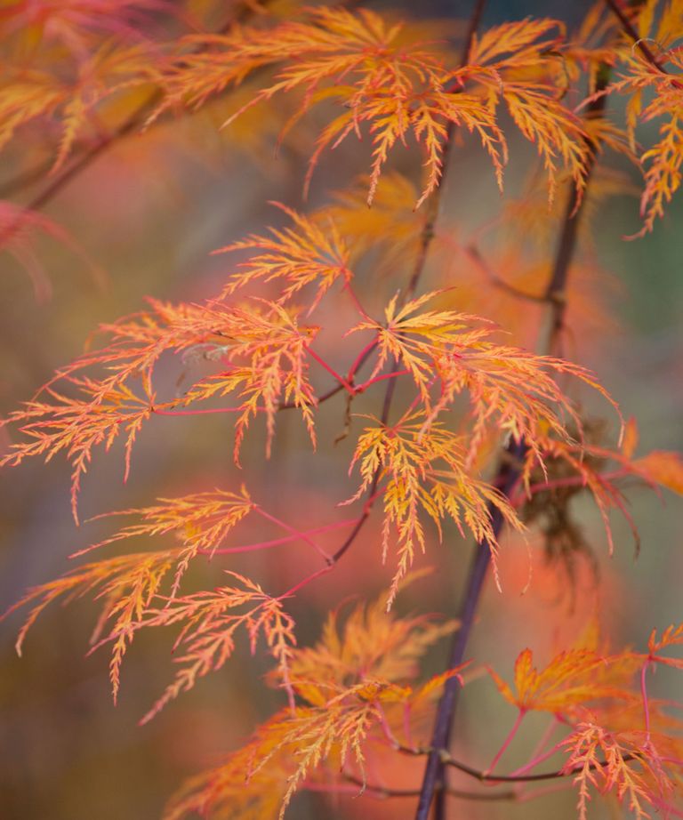 Best trees for fall color: with beautiful foliage | Homes and Gardens