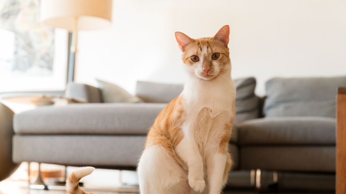 32 tips for training your cat | PetsRadar