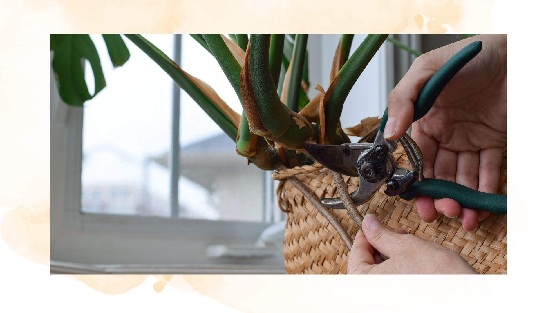 How to cut monstera aerial roots safely: an expert guide | Woman & Home