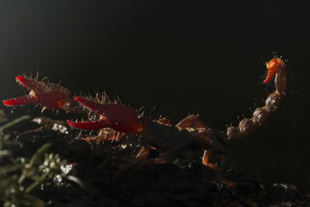 Amazing photos of nocturnal animals | Live Science