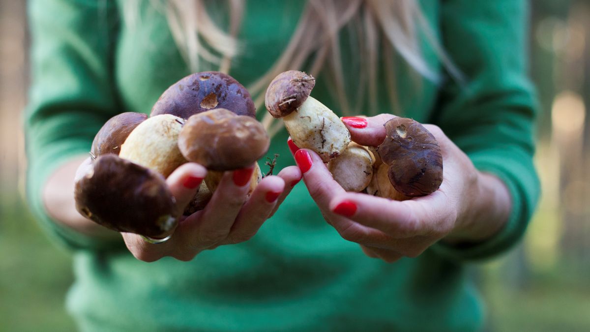 How to go mushroom hunting | Advnture