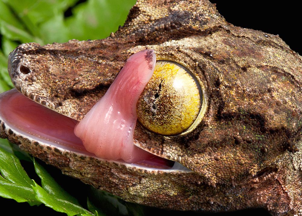 See 15 Crazy Animal Eyes — Rectangular Pupils to Wild Colors | Live Science