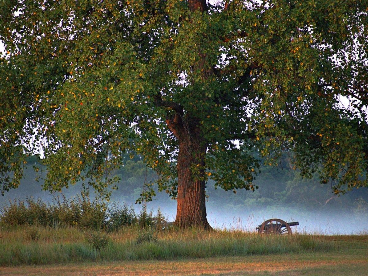 Witness Trees That Have Lived Through History | Gardening Know How