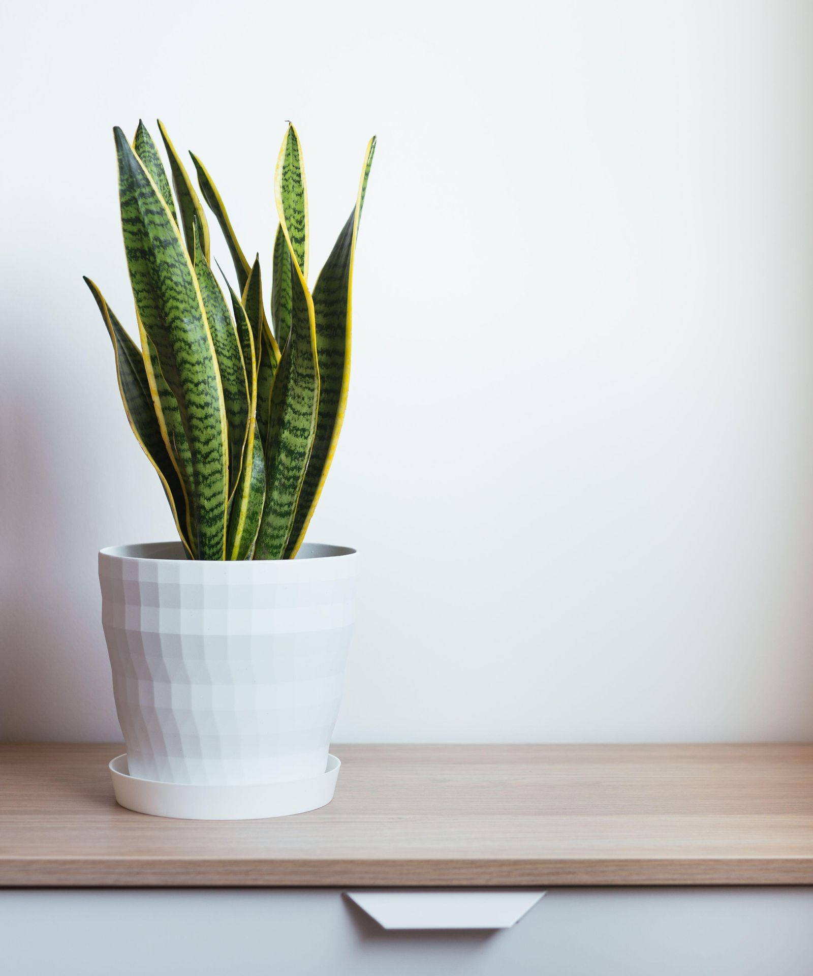 How to care for a snake plant: 5 expert tips | Homes and Gardens