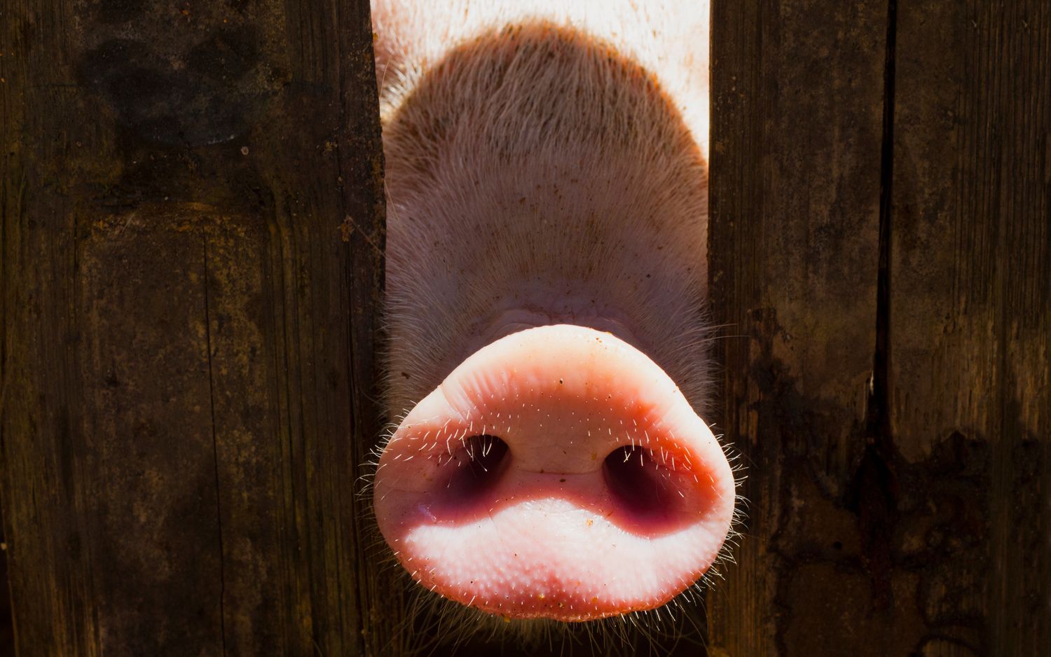 Do Animals Ever Get Sunburned? | Live Science