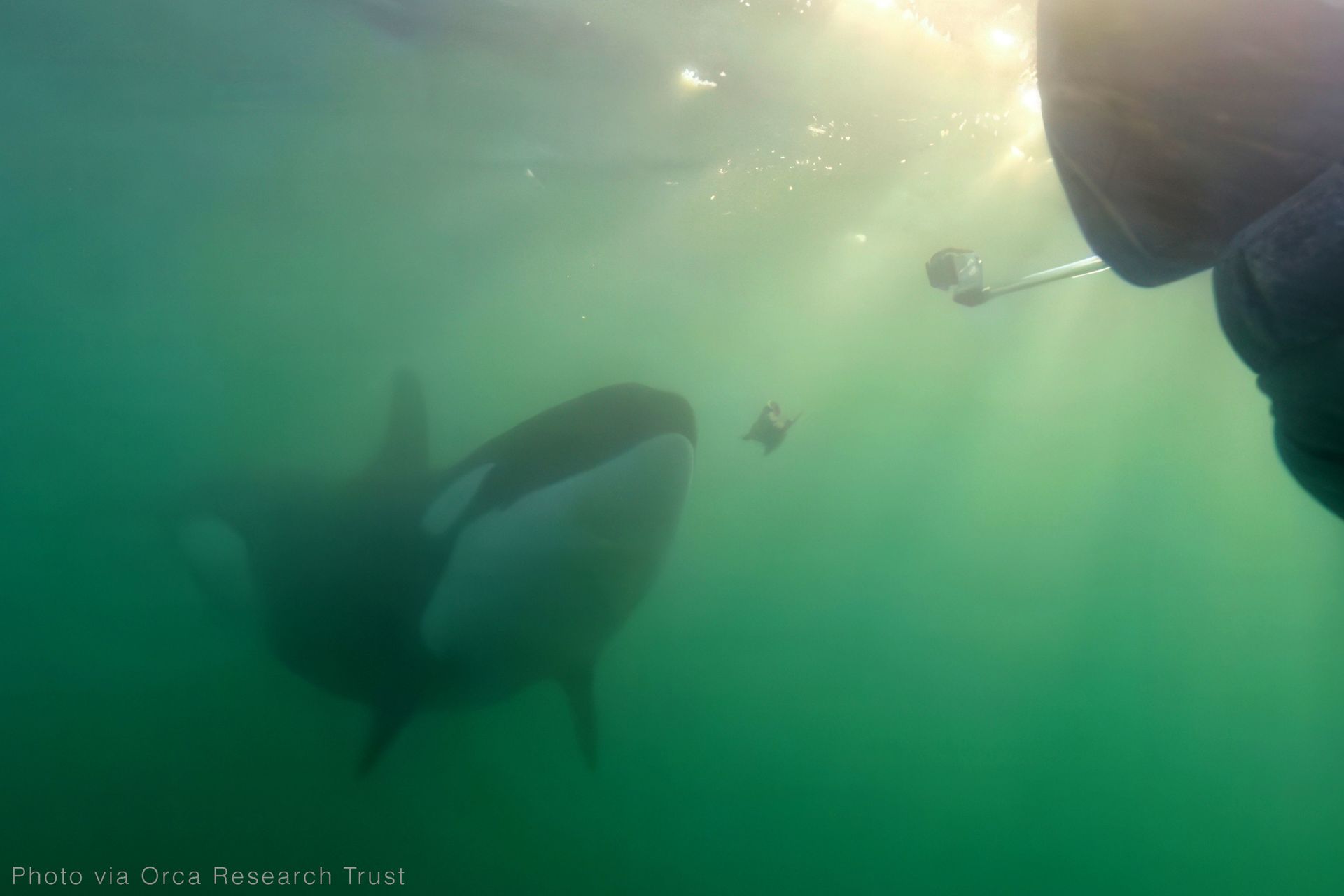 Wild orcas offer humans food. Could they be trying to make friends — or ...