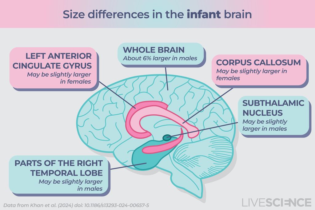 Is there really a difference between male and female brains? Emerging ...