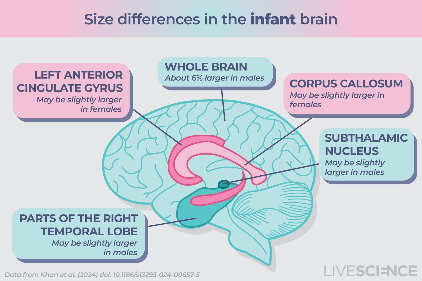 Is there really a difference between male and female brains? Emerging ...