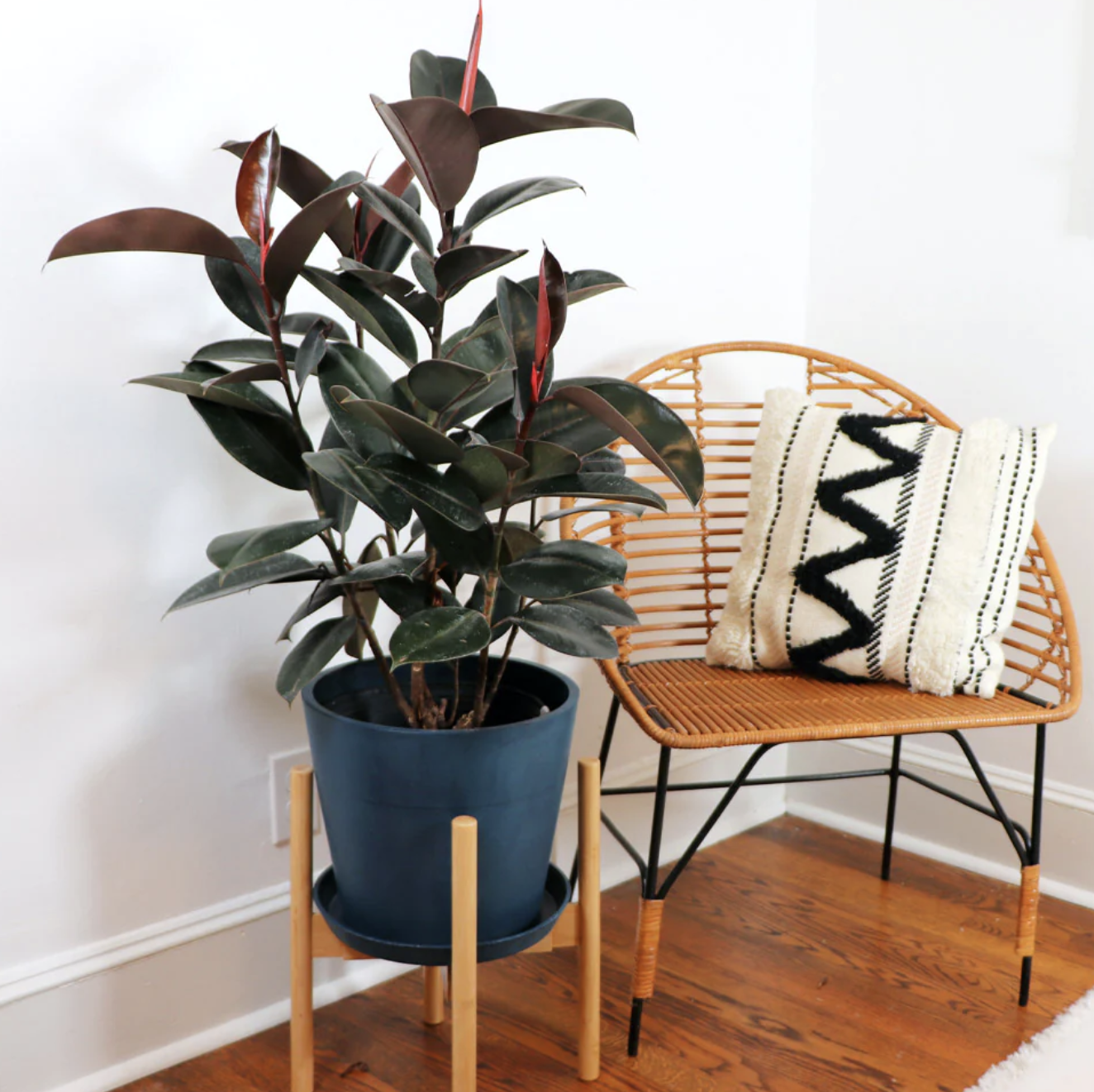 5 Clever Tricks to Use Indoor Screening Plants to Make Your Home Feel ...