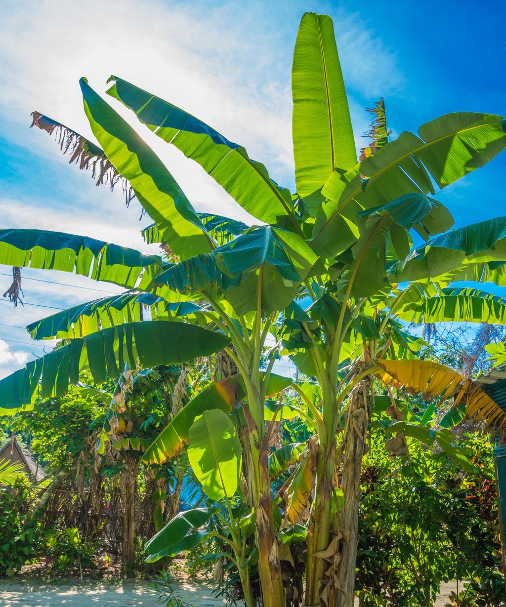 Expert tips for how to grow cold hardy banana trees | Homes and Gardens