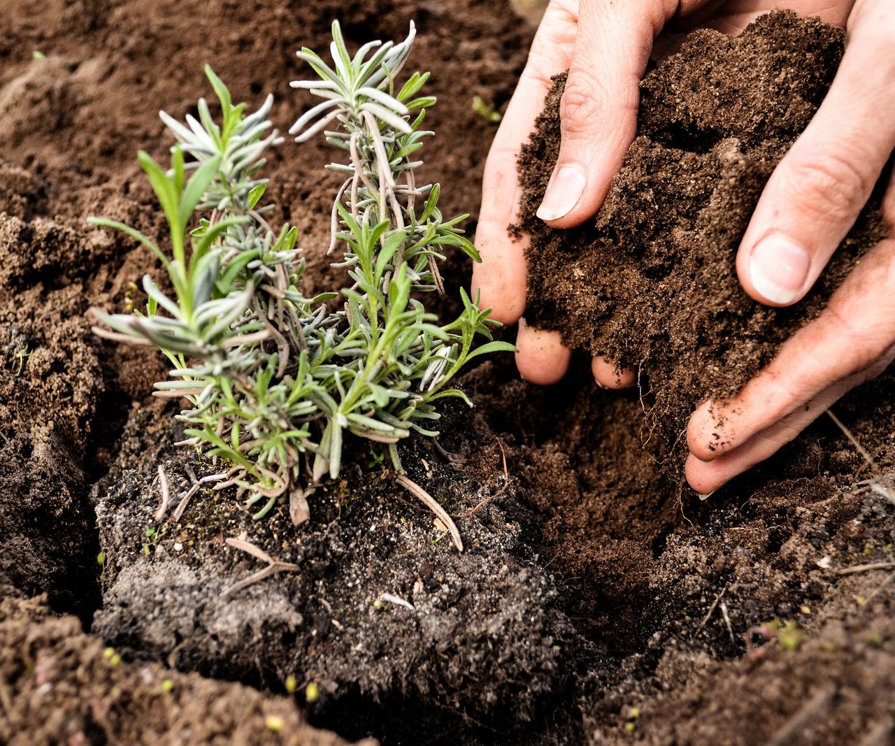 Know When To Plant Lavender For The Most Fragrant Blooms | Gardening ...