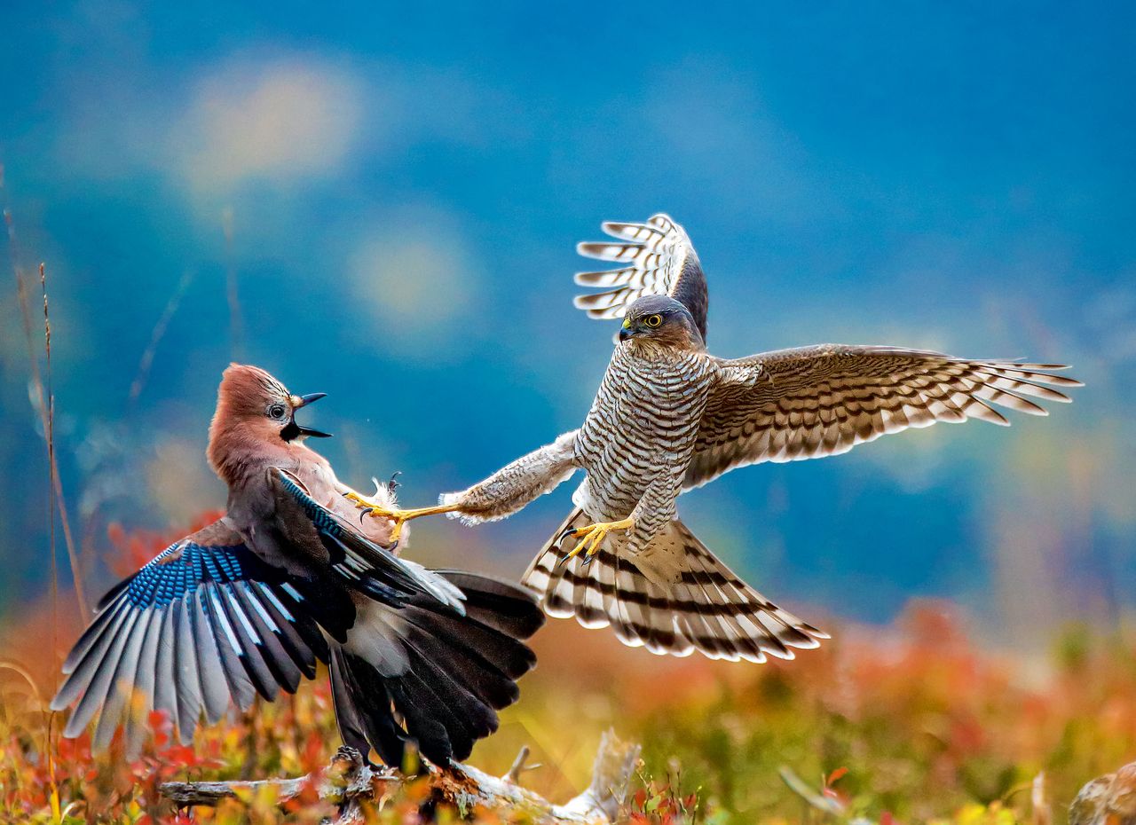 Crows: Everything you need to know about the whole corvid family, from ...