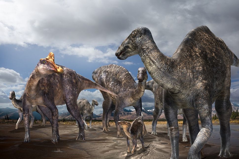 69 Million Years Ago, Crested Duck-Billed Dinosaurs Roamed the Warm ...