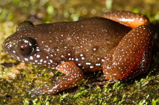 Newly Discovered 'Starry Dwarf Frog' Wears a Galaxy on Its Back, Hides ...
