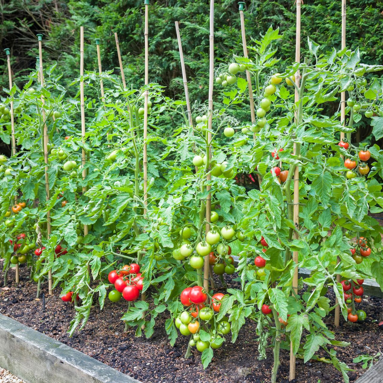 How to grow tomatoes: our guide for the best results | Ideal Home