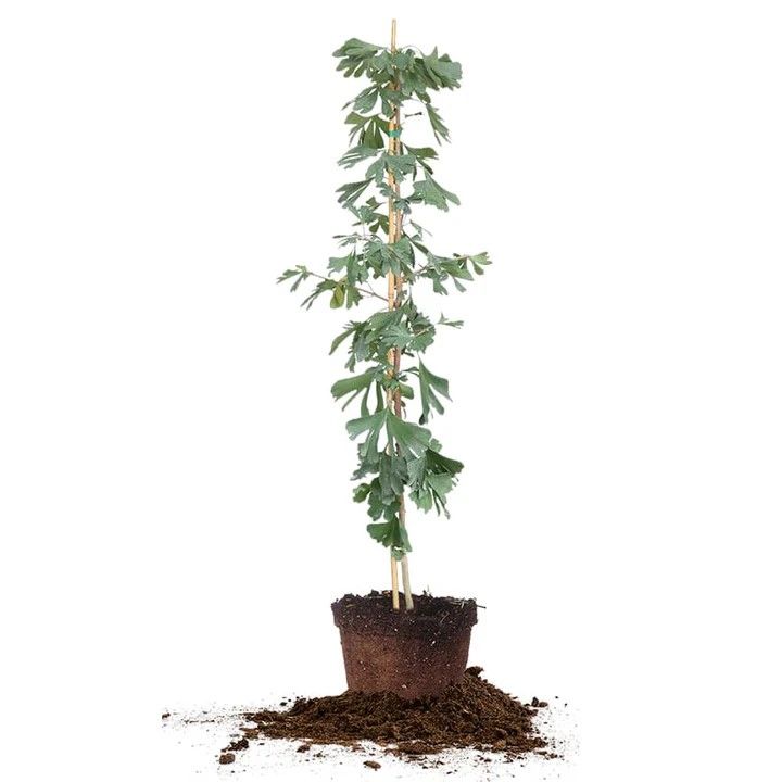 How to grow a ginkgo tree: expert advice from a gardener | Homes and ...