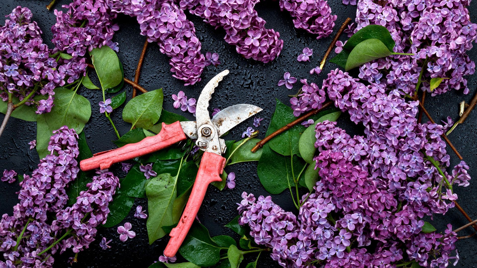 Prune Spring Flowering Shrubs in Winter | Pruning Exceptions ...