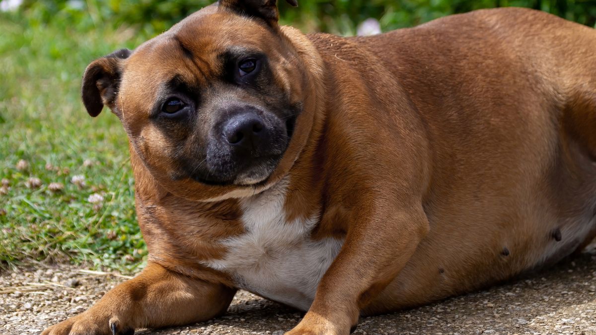 Obesity in dogs: Vet’s guide to signs, risks, and treatment | PetsRadar