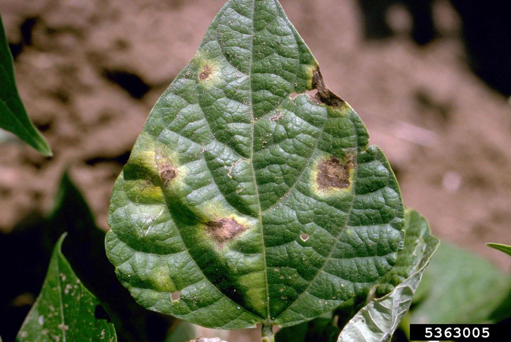 Symptoms Of Common Blight In Beans - Tips On Bacterial Bean Blight ...
