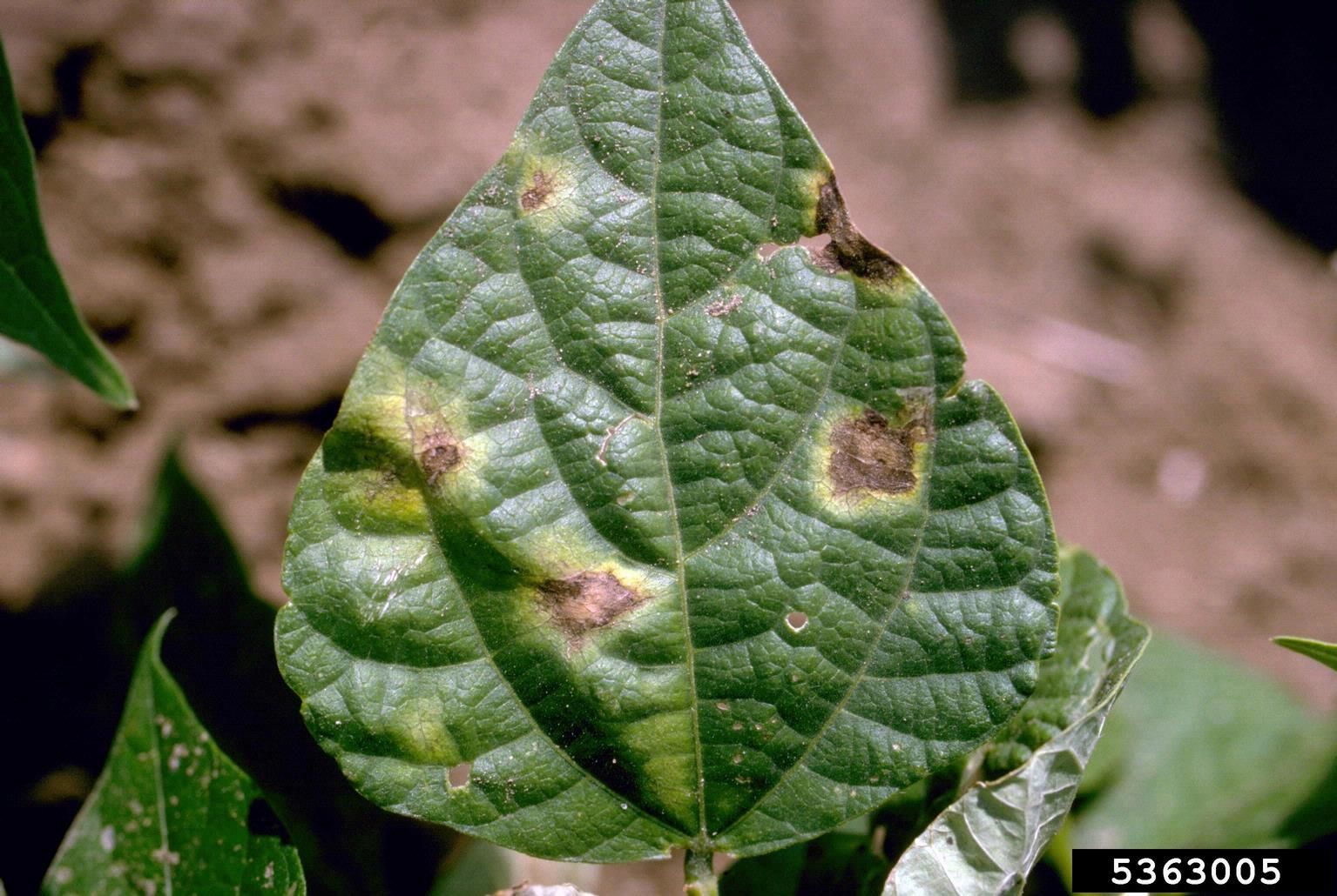 Symptoms Of Common Blight In Beans - Tips On Bacterial Bean Blight ...