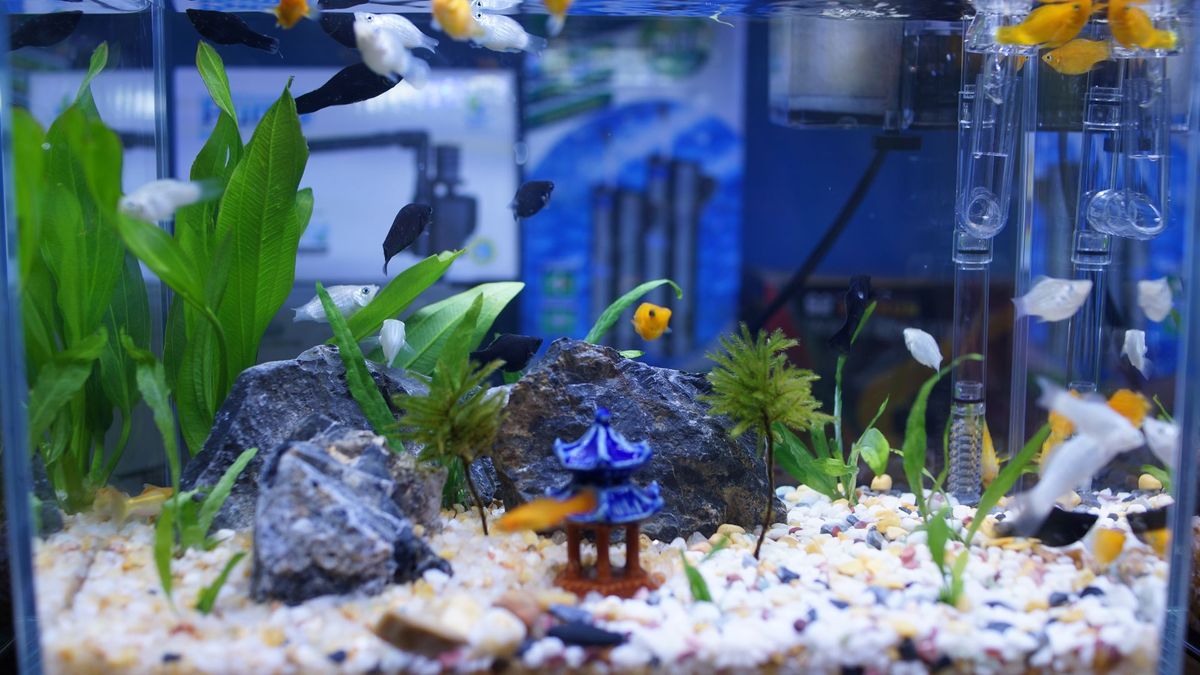 How to improve your fish’s life and make it better | PetsRadar