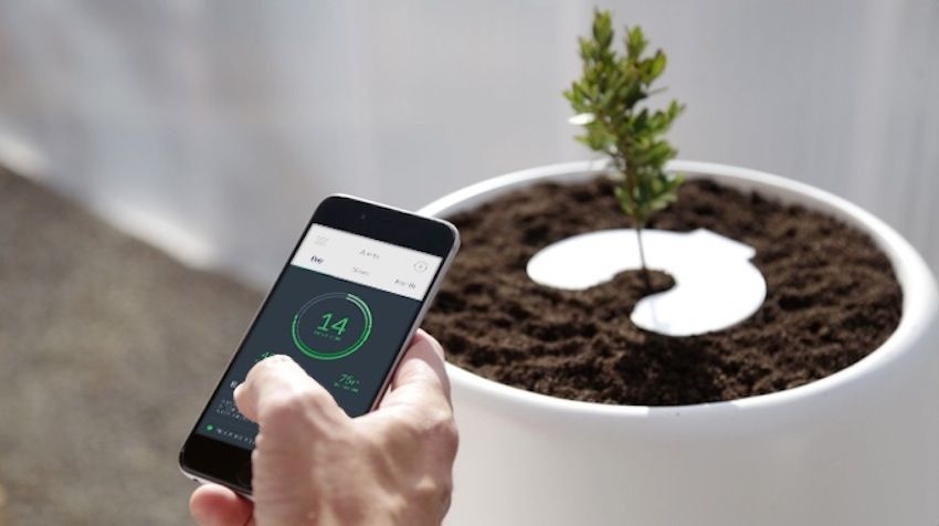 New Gadget Helps Turn Departed Loved Ones into Trees | Live Science