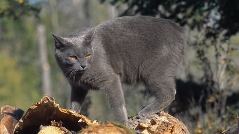 Manx cat: Breed profile and information | PetsRadar