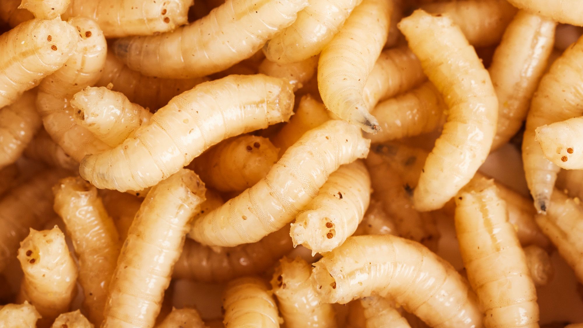 The Week contest: Maggot meals | The Week
