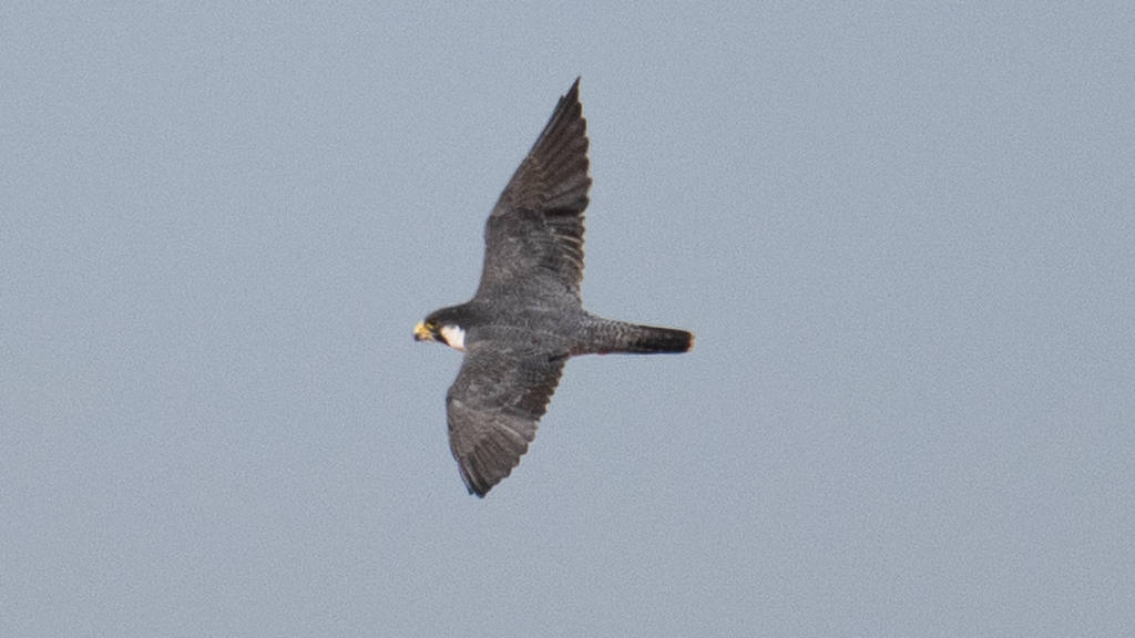 Extraordinary photo captures first appearance of Siberian peregrine ...
