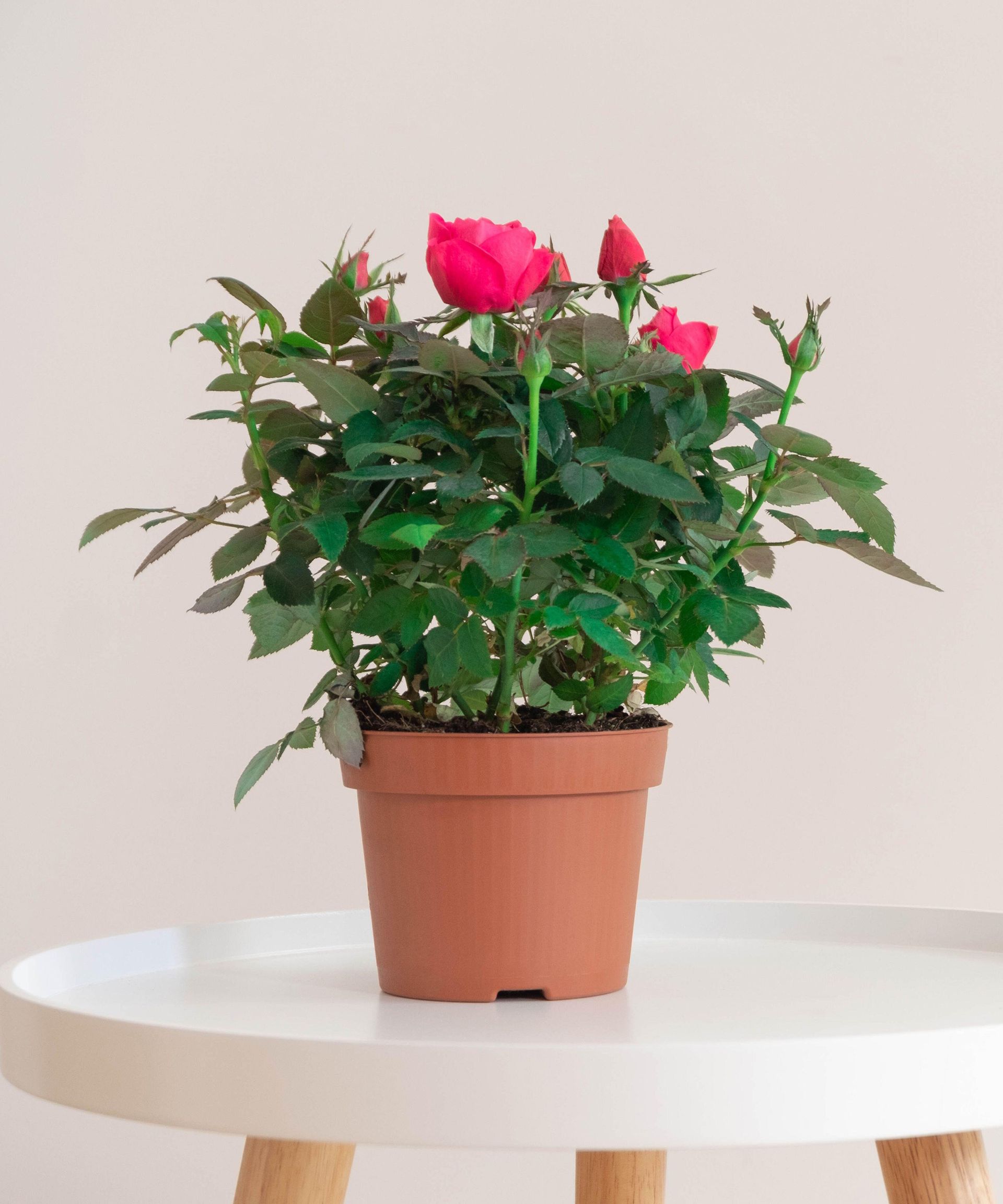 Can I grow a mini rose plant outdoors? A guide how to | Homes and Gardens