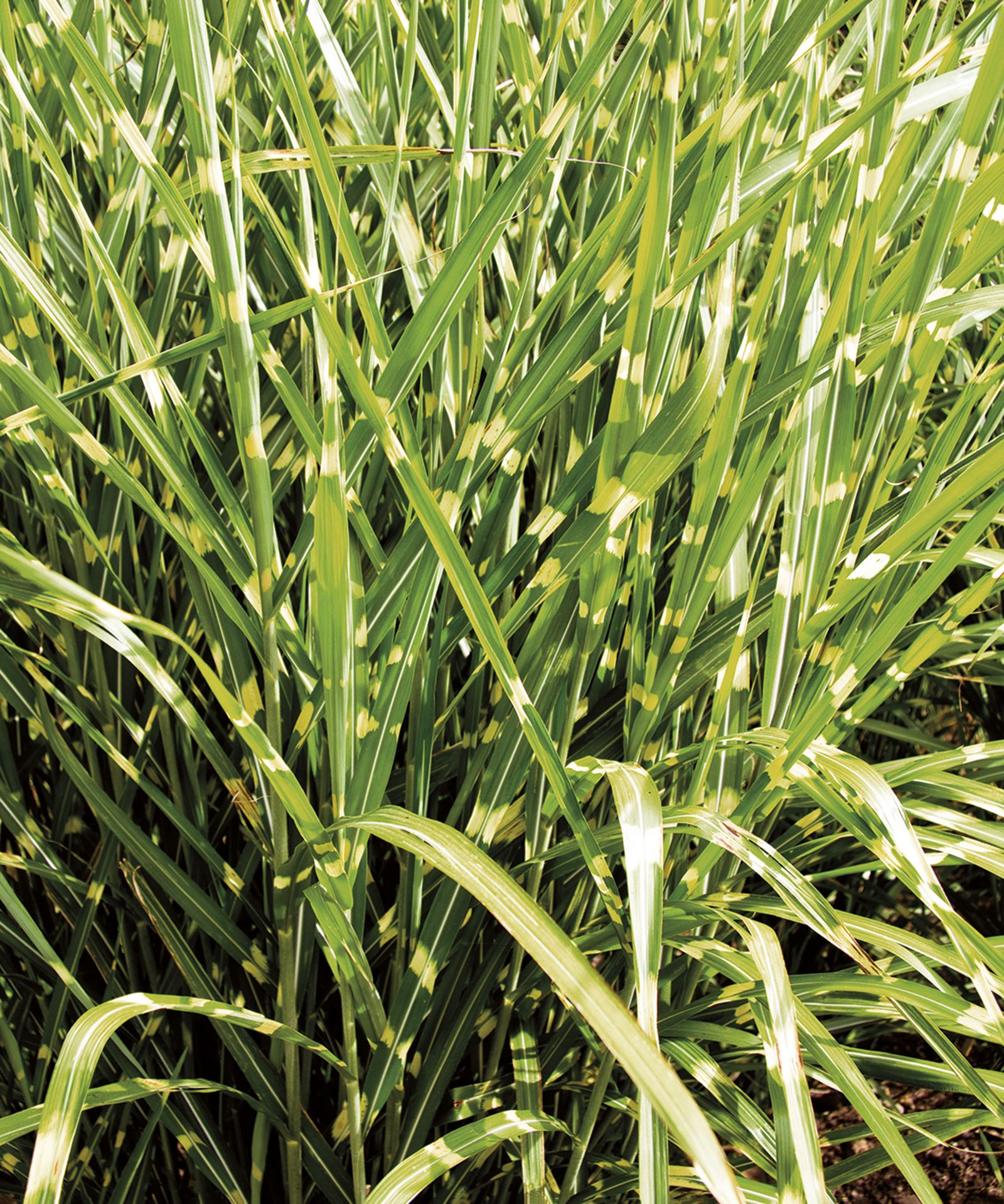 Types of ornamental grass: 16 varieties for borders and pots | Gardeningetc