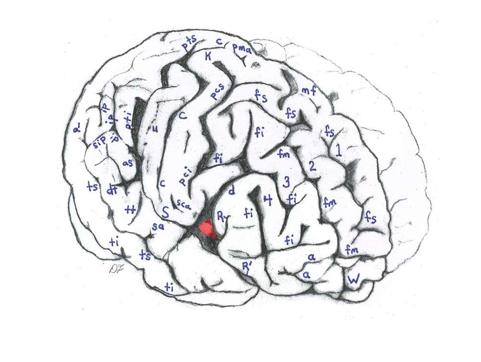 Image Gallery: Einstein's Brain | Live Science