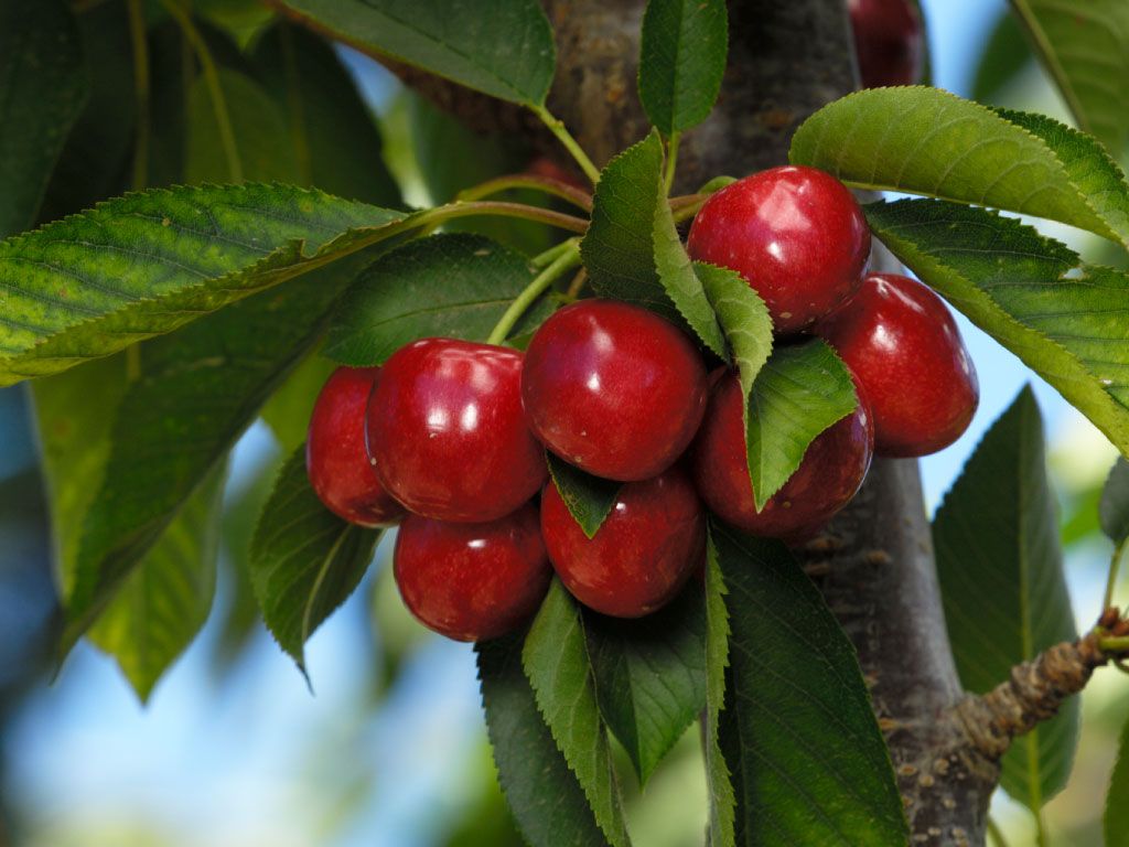 From Maine to Maryland, Explore Our Complete Guide to Trees in the ...