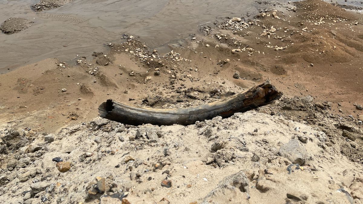 400,000-year-old mammoth tusk found sticking out of the ground in ...