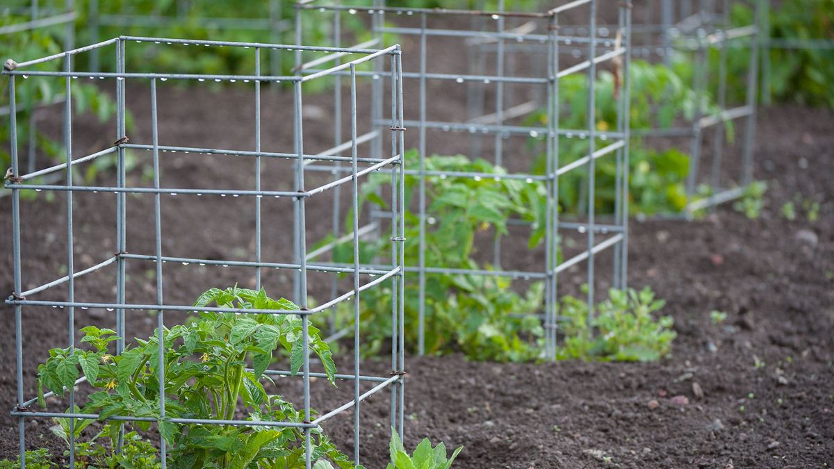 3 best ways to trellis tomatoes for an abundant crop | Tom's Guide