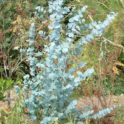 The best evergreen trees to stop your yard looking so bare | Livingetc