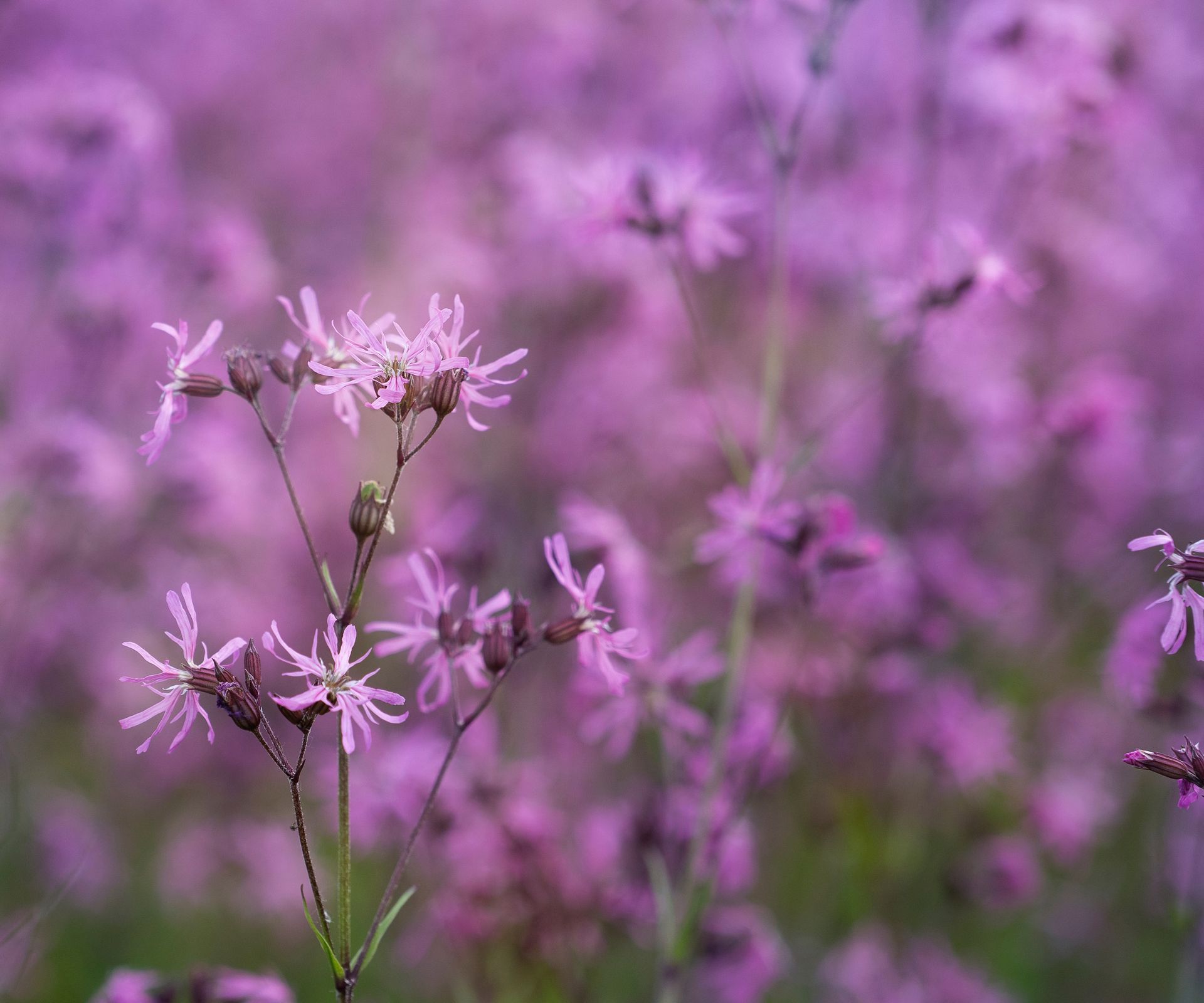 Plants for wet soil: 16 varieties for damp places | Homes and Gardens