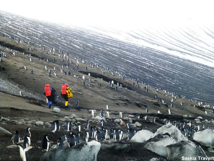 In Photos: The Amazing Penguins of Antarctica | Live Science