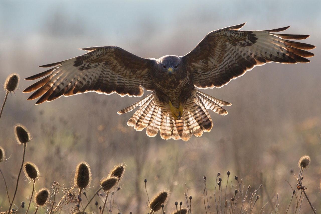 How the acrobatic buzzard survived persecution to become one of Britain ...