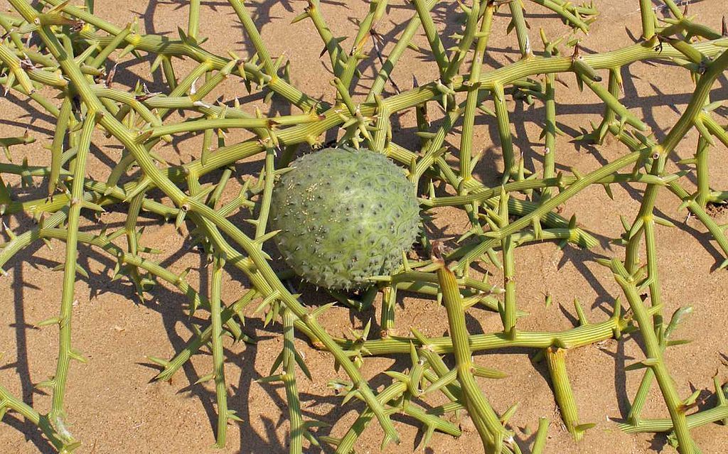 Nara Bush Information - How To Grow A Nara Melon | Gardening Know How