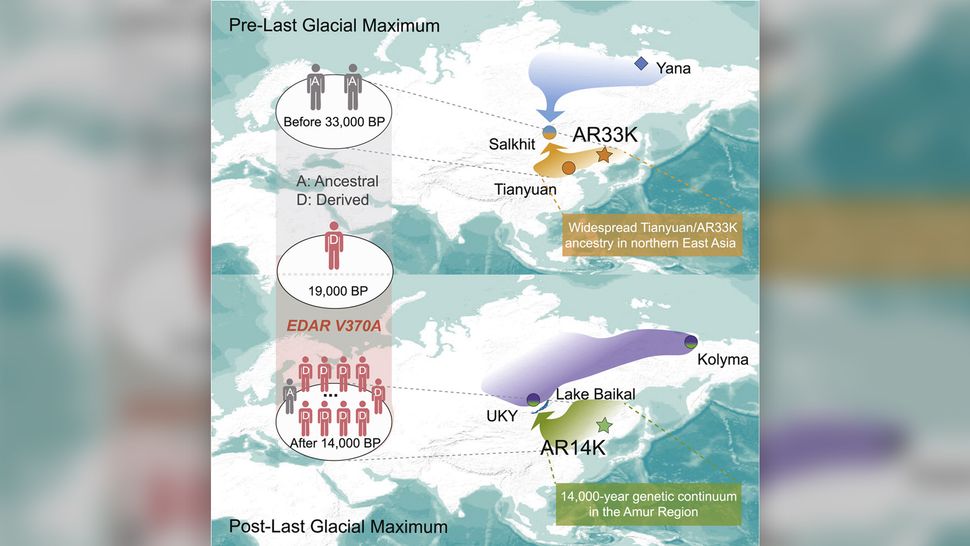 Mysterious East Asians vanished during the ice age. This group replaced ...